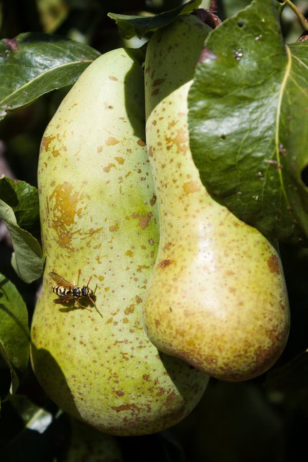 Wasp on pears. stock photo. Image of nature, insects - 27144056