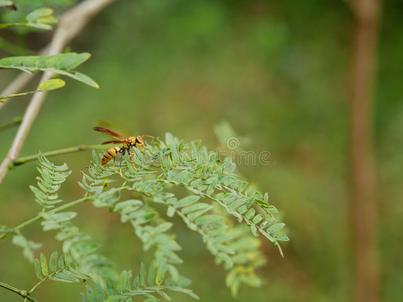 Wasp Perched on Acacia Leaf. Tropical Insects Stock Photo - Image of ...