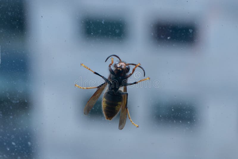 Wasp Perched on the Glass of a Window Stock Image - Image of enormous ...
