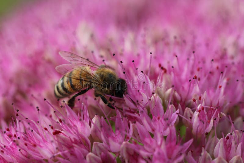 Wasp stock image. Image of insect, nature, pink, wasp - 101732081