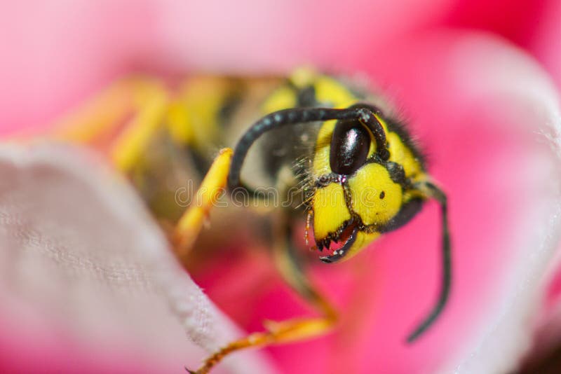 Wasp on a Pink Flower Macro Stock Image - Image of nectar, insect ...