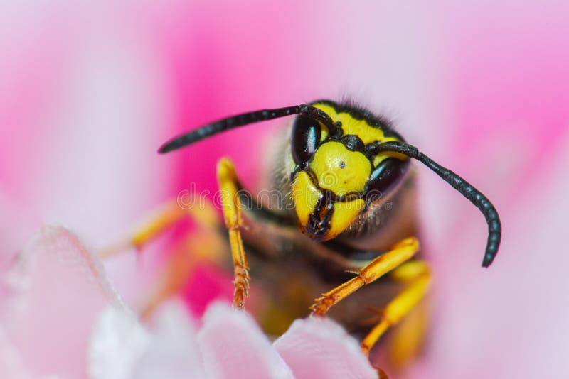 Wasp on a Pink Flower Macro Stock Photo - Image of pollination, macro ...