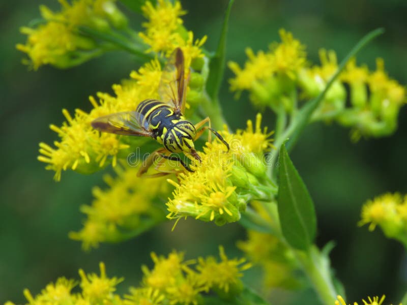 Wasp Pollinating stock photo. Image of plant, wasp, garden - 101108862