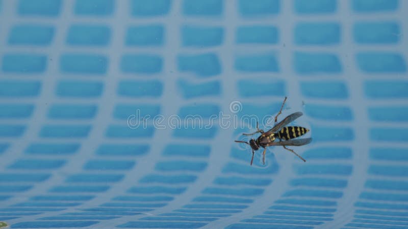 Wasp in the Pool on the Water Stock Footage - Video of discover, water ...