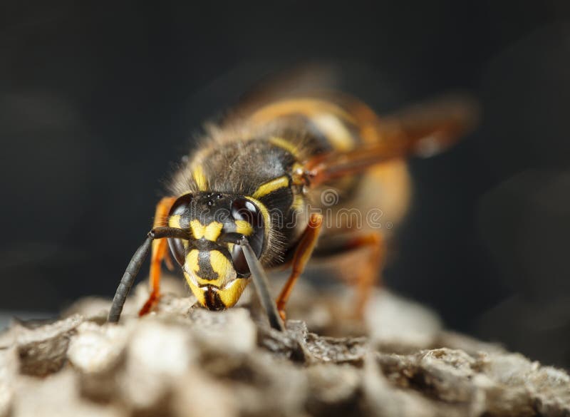Wasp portrait stock photo. Image of macro, drinking, white - 26314898