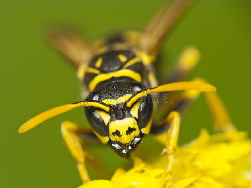 Wasp stock image. Image of wild, wasps, look, wasp, cute - 74254911