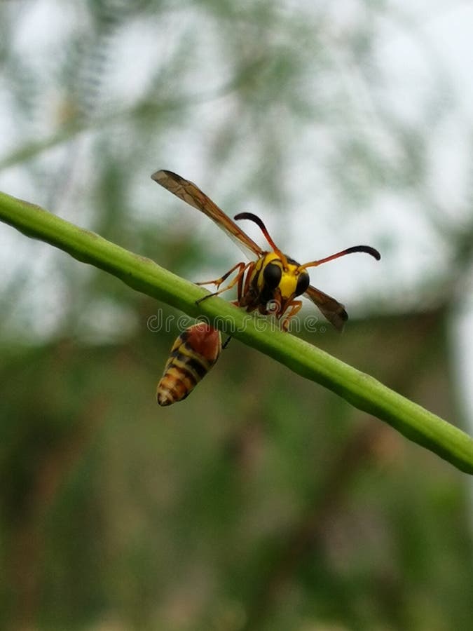 Potter wasp stock photo. Image of wasp, insect, potter - 144188118