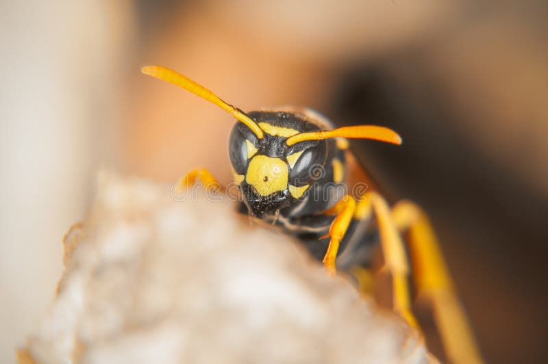 Waps Protects Stock Photos - Free & Royalty-Free Stock Photos from ...