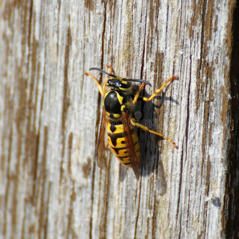 Wasp Queen stock image. Image of wing, pest, wasp, exoskeleton - 41255929