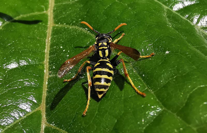 Wasp on an ivy leaf stock photo. Image of green, mosquito - 203319142