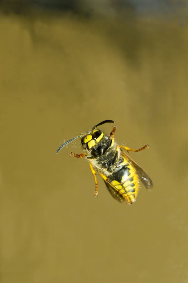 Wasp stock photo. Image of abdomen, striped, nature, antennae - 54038292