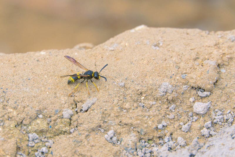 Wasp stock image. Image of animals, hornet, life, bees - 242540395
