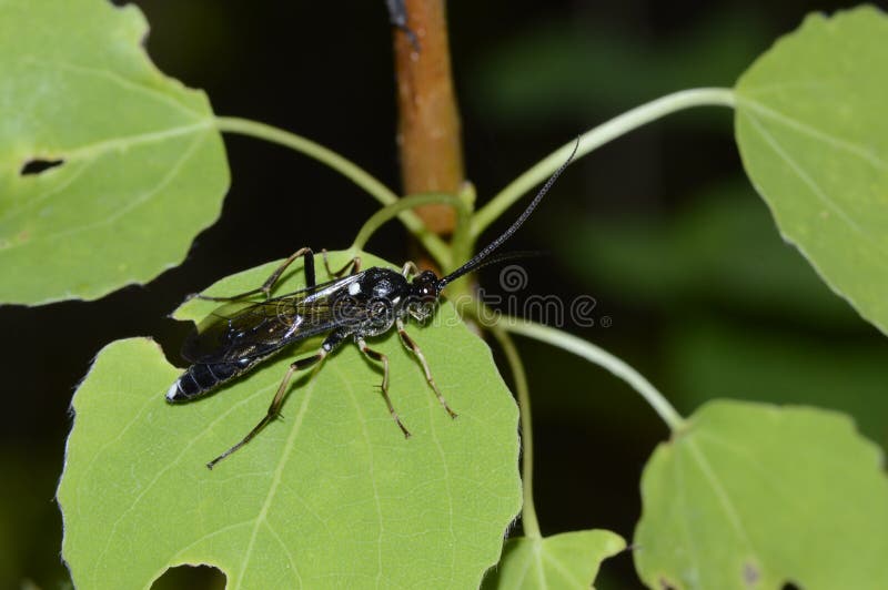 The wasp rider stock image. Image of closeup, animals - 118987943