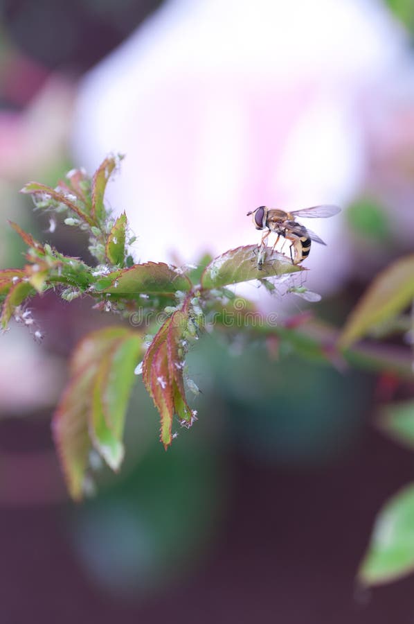 Fly stock photo. Image of vertical, leaf, green, rose - 32533940