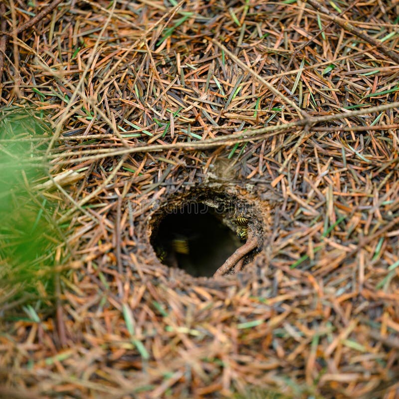 A Wasp& X27;s Hole in the Forest is in the Ground, Around the Fallen ...