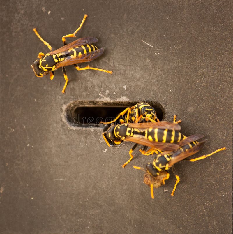 Wasp Lock Stock Photos - Free & Royalty-Free Stock Photos from Dreamstime