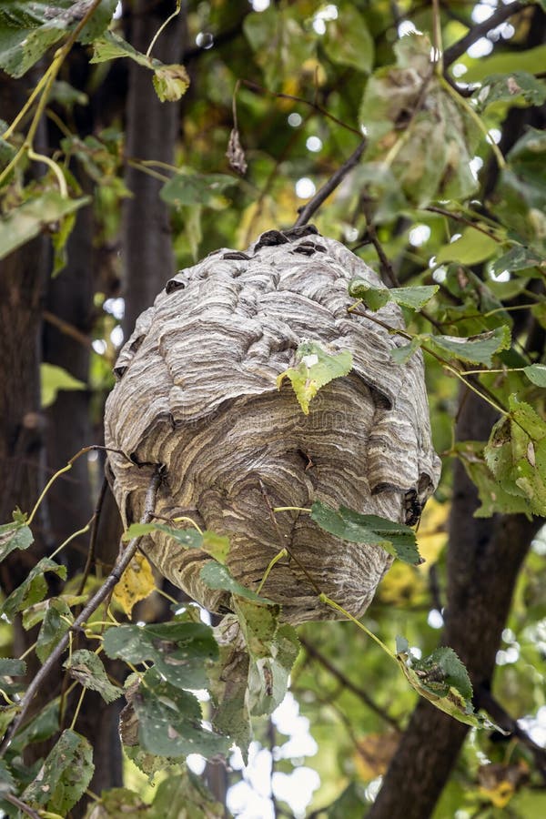 Wasp S Nest is Hanging on a Tree and Wasps are Crawling Stock Photo ...