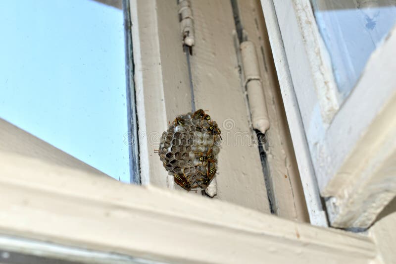 A Wasp S Nest Hangs on the Window Frame. Stock Photo - Image of close ...