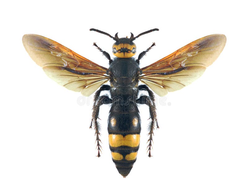 539 Scolia Stock Photos - Free & Royalty-Free Stock Photos from Dreamstime