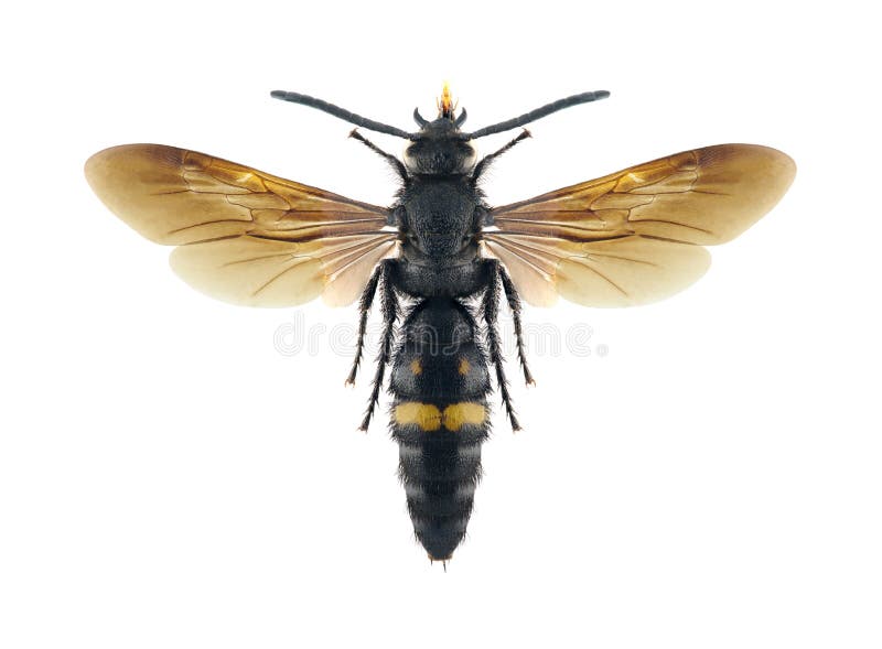 Scolia Rufispina Stock Photos - Free & Royalty-Free Stock Photos from ...