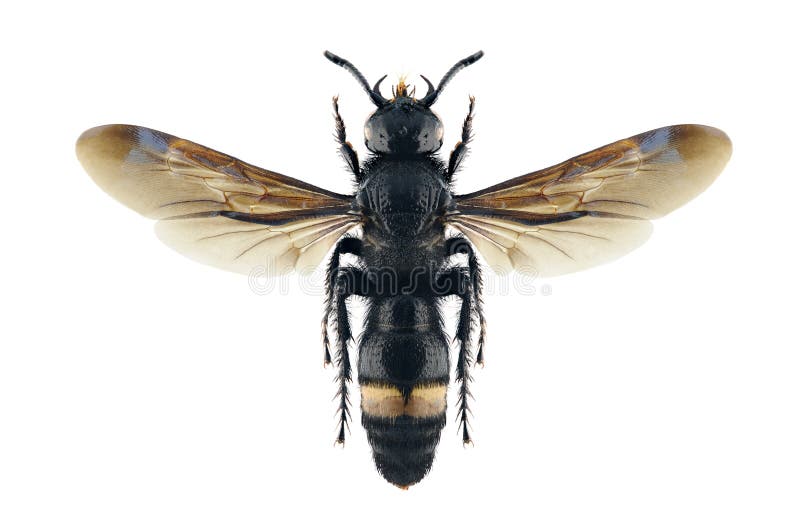 539 Scolia Stock Photos - Free & Royalty-Free Stock Photos from Dreamstime