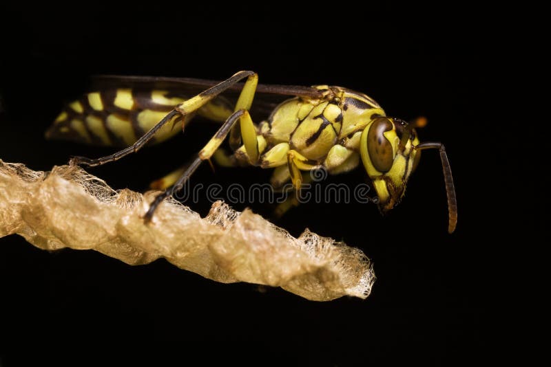 Wasp Side View Picture. Image: 7865498