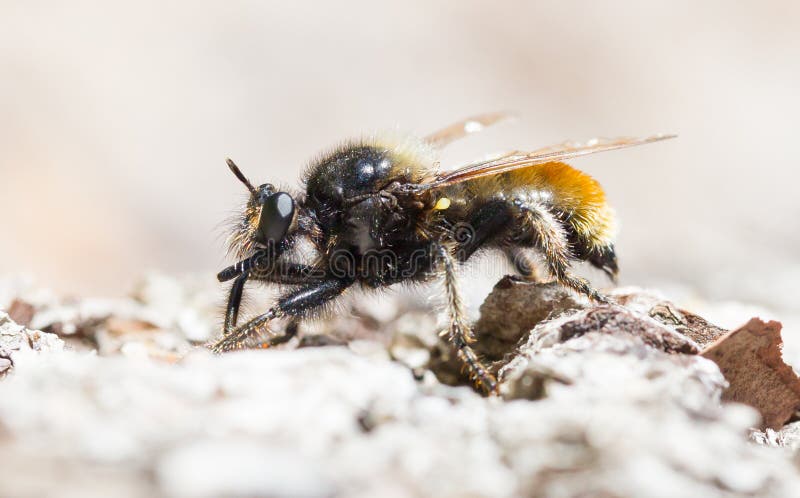 286 Wasp Side View Photos - Free & Royalty-Free Stock Photos from ...