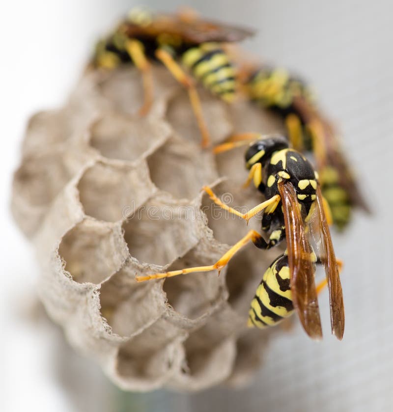 The wasp sits on an aspen stock photo. Image of hunter - 97092206