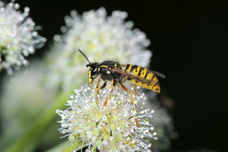 Wasp Sits on a Flower - Side View Stock Image - Image of common, detail ...
