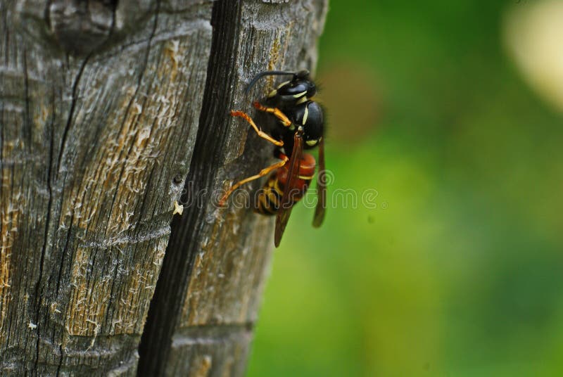 Wasp sitting on a tree stock photo. Image of botany - 106783082