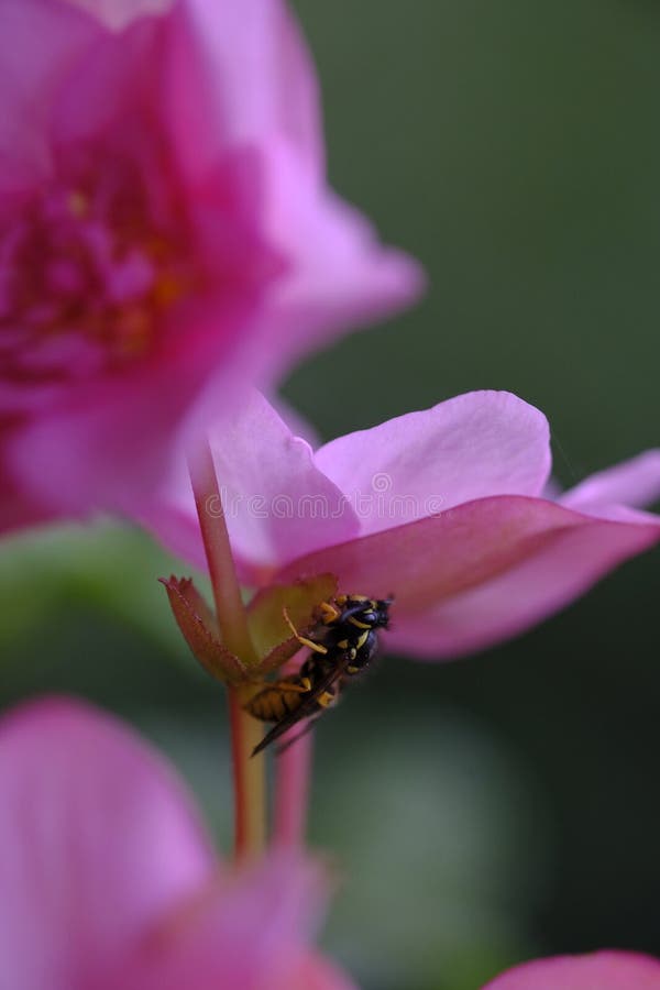 Wasp Sits on the Stem Under a Pink Flower Stock Photo - Image of ...