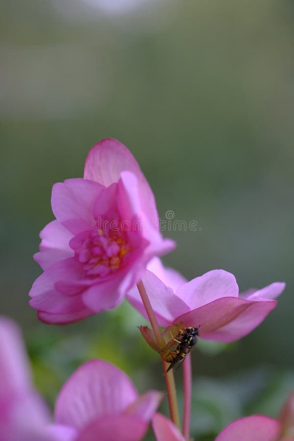 Wasp Sits on the Stem Under a Pink Flower Stock Image - Image of ...