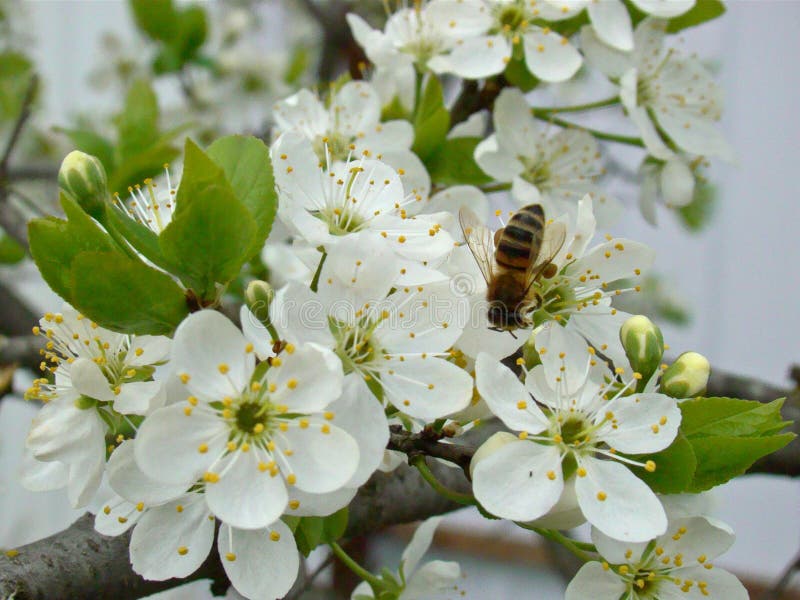 A Wasp Sitting on the Cherry Tree Blossom Stock Photo - Image of ...