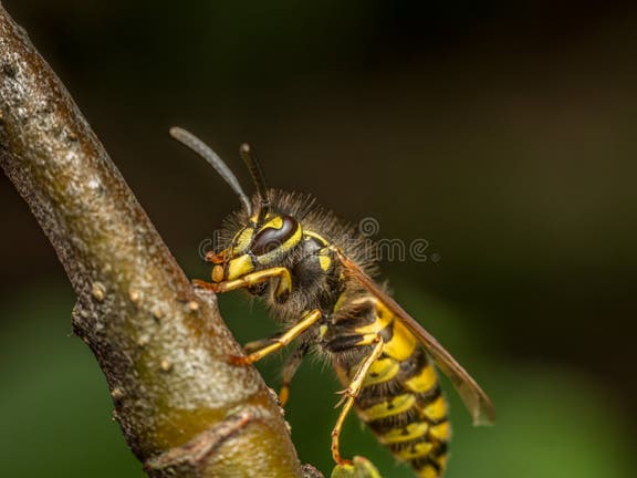 Wasp Sitting on Fruit Tree Branch Stock Image - Image of pollinating ...