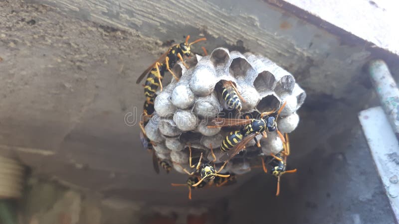 345 Top View Wasp Stock Photos - Free & Royalty-Free Stock Photos from ...