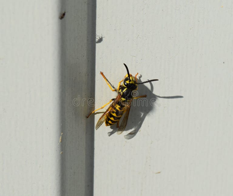 Wasp Sitting on a White Sheet of Iron. Wasp Basking in the Sun Stock ...