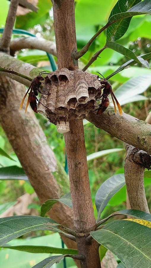 Wasp soldier stock image. Image of insect, animal, tree - 253133781