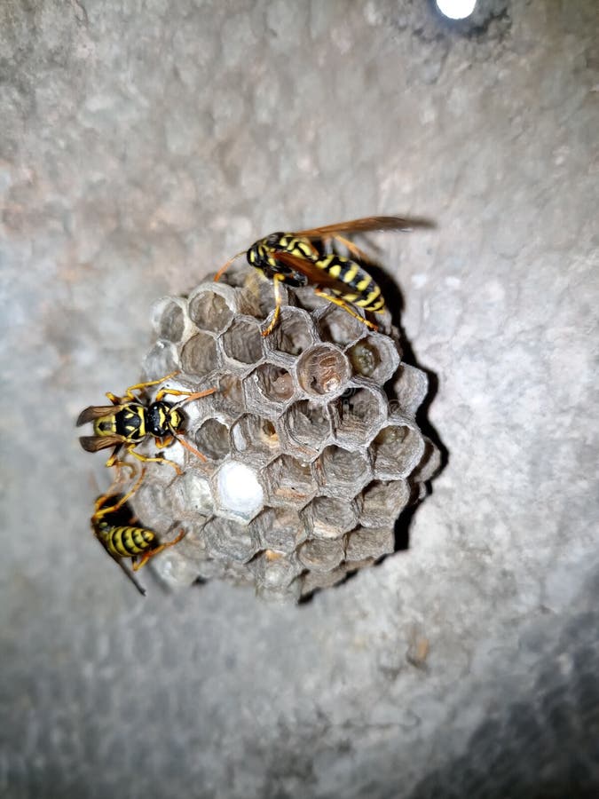 Wasp Species Polished on Nest. Wasp Nest Stock Image - Image of bins ...