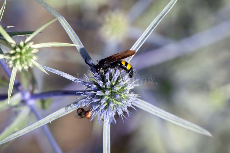 Wasp of the Species Scolia Hirta Stock Image - Image of environment ...