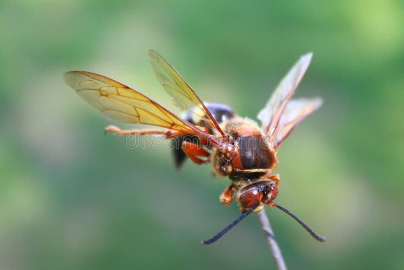 Wasp Specimen stock image. Image of nature, collecting - 32217839