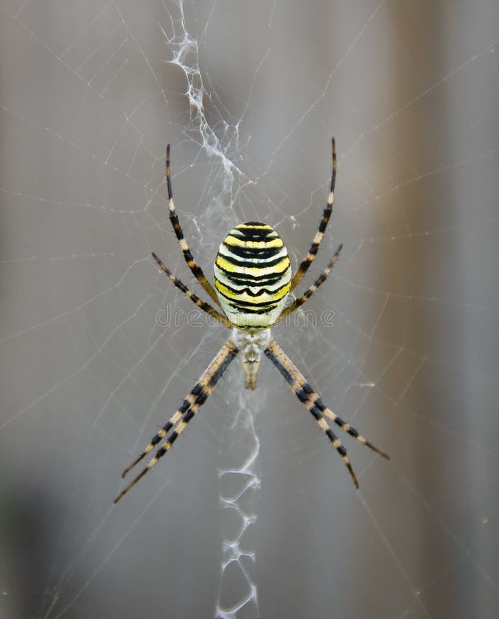 Wasp spider stock photo. Image of spooky, conservation - 15489796