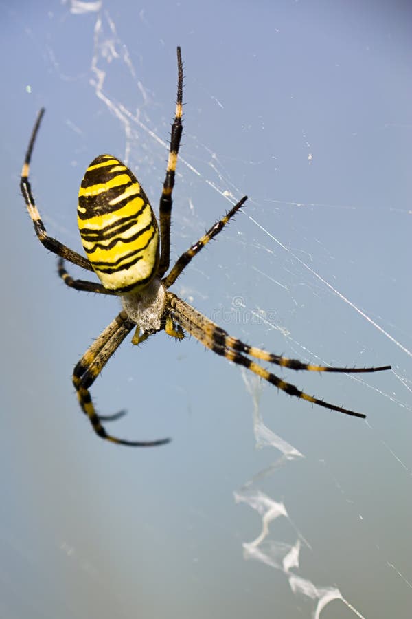 Wasp Spider stock photo. Image of spiders, wildlife, silk - 17723430
