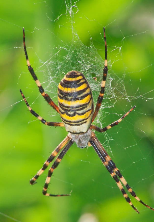 Wasp spider stock photo. Image of macro, spider, wasp - 1326386