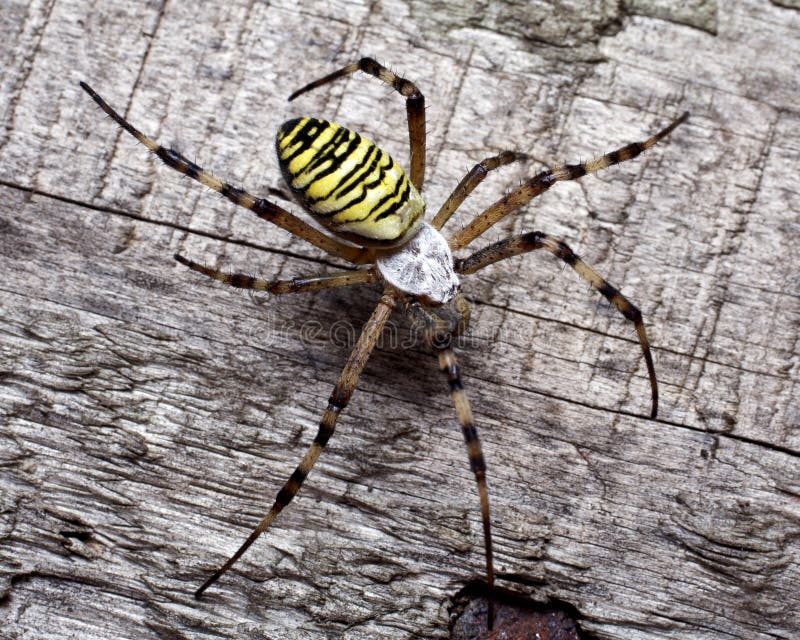 Wasp spider stock image. Image of venom, poisonous, scary - 26838849