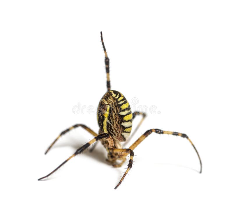 270 Spider Position Photos - Free & Royalty-Free Stock Photos from ...