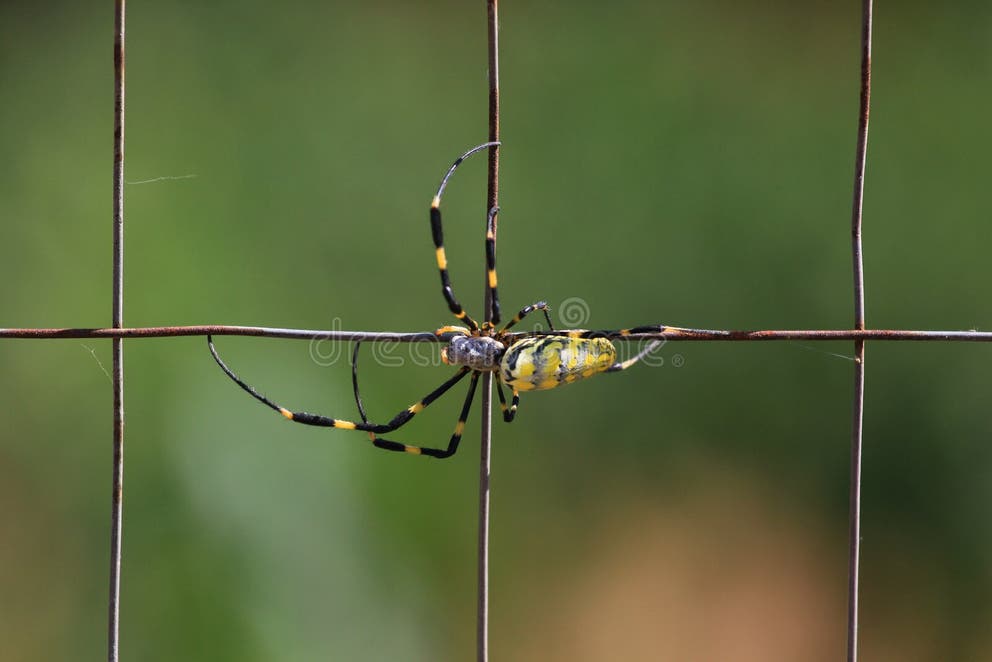 Wasp spider stock image. Image of barbed, webs, black - 36301745