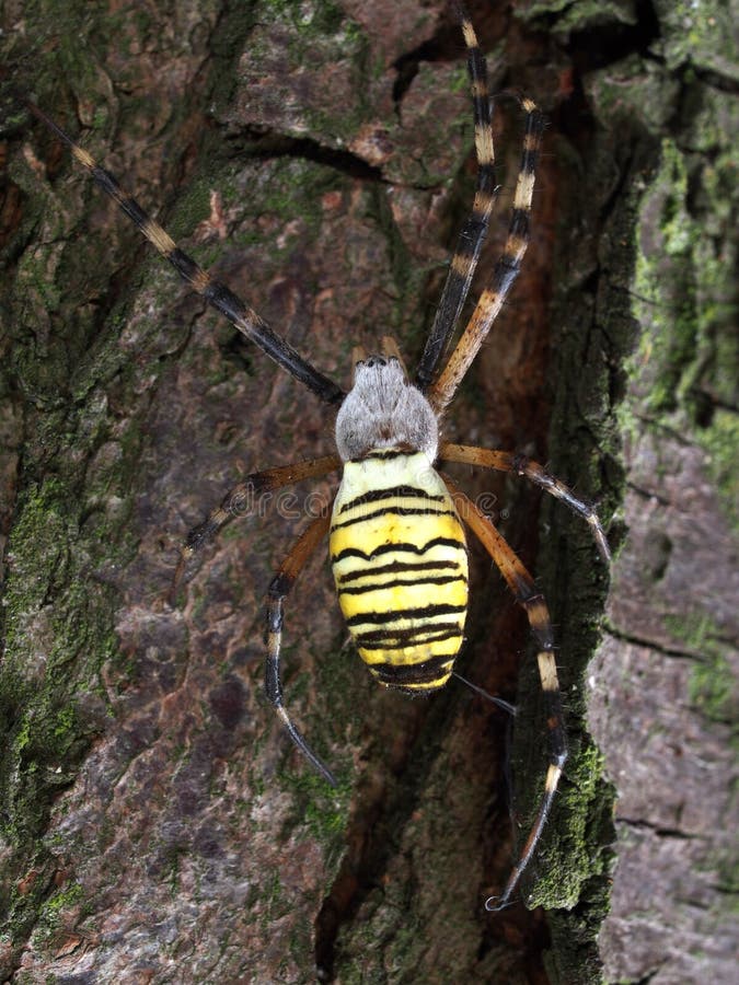 Wasp Spider stock photo. Image of stripes, macro, wasp - 34266680