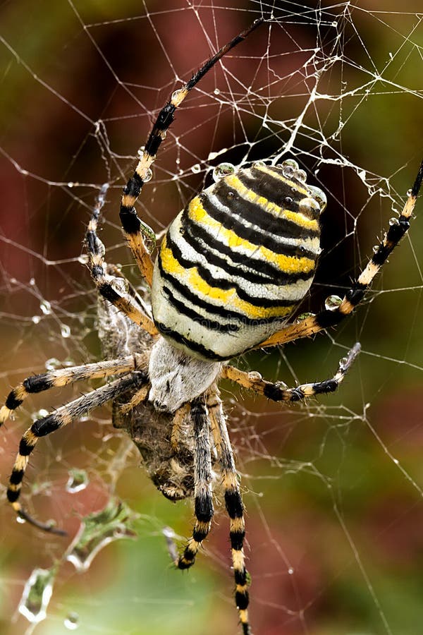 Wasp spider stock photo. Image of color, detail, argiope - 34783818