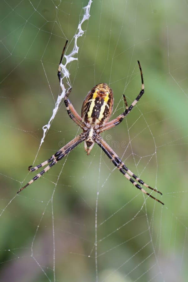 Wasp Spider In It S Web Ventral Side Stock Image Image Of Arachnide Daylight 331467923