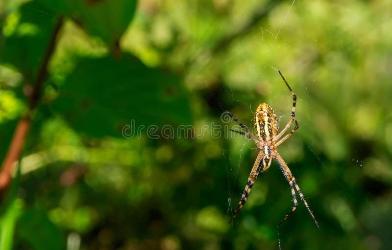 Wasp Spider Seen from Below. Stock Image - Image of abstract, green ...